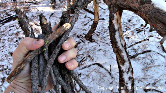 SurvivalCommonSense.com, a common sense approach to Wilderness and ...
