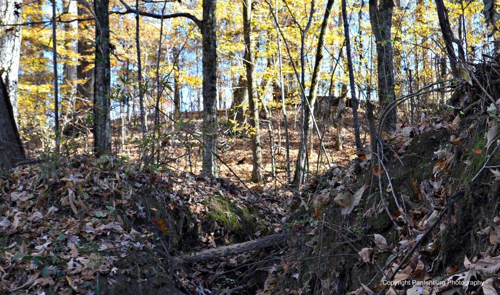 Miss forest scene – Survival Common Sense Blog | Emergency Preparedness